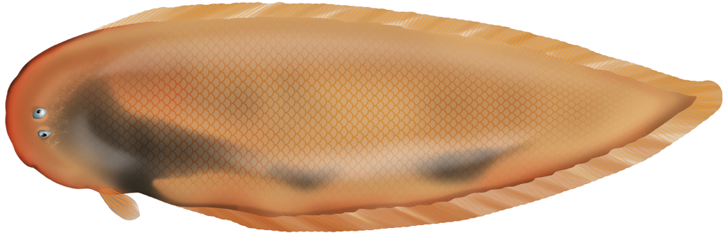 Southern Tongue Sole - Cynoglossus Broadhursti | Marinewise