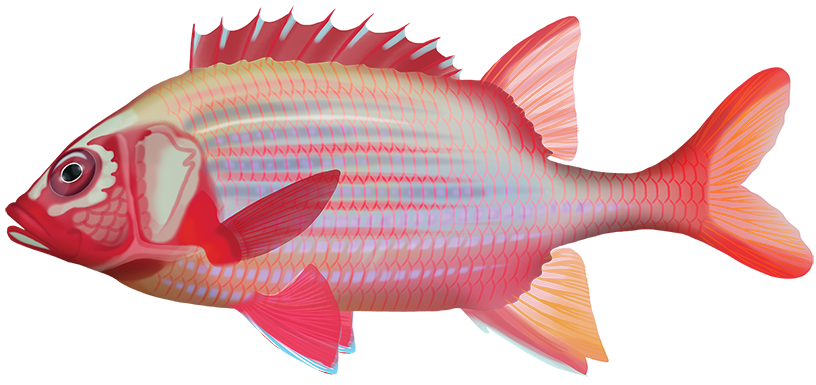 Bluestripe Squirrelfish - Sargocentron Tiere | Marinewise
