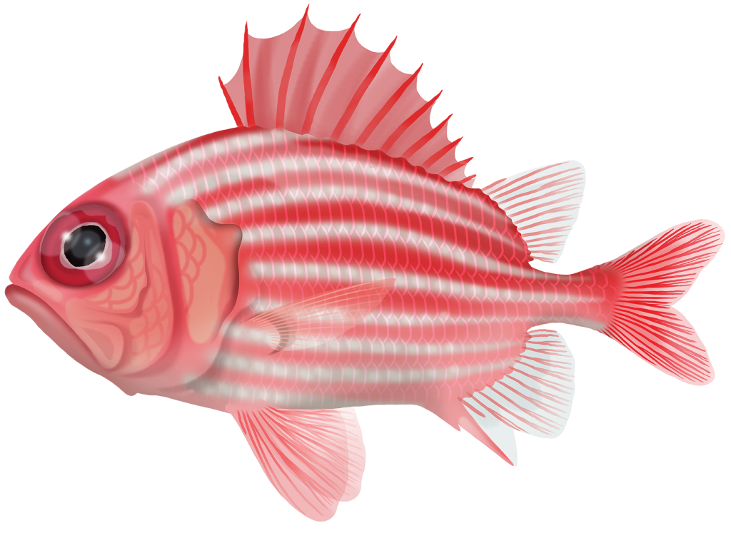 Deepwater Squirrelfish - Ostichthys Kaianus | Marinewise