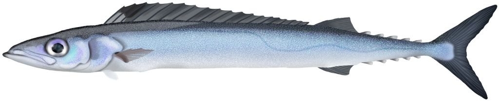 Barracouta - Thyrsites Atun | Marinewise