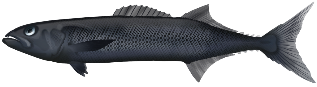 Oilfish - Ruvettus Pretiosus | Marinewise