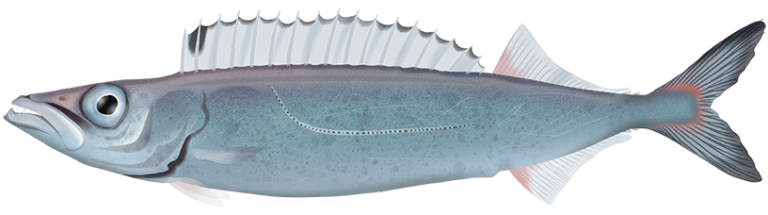 Gemfish - Rexea Solandri | Marinewise