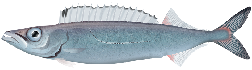 Gemfish - Rexea Solandri | Marinewise