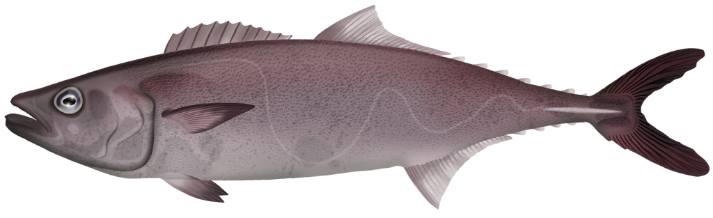 Escolar - Lepidocybium Flavobrunneus | Marinewise
