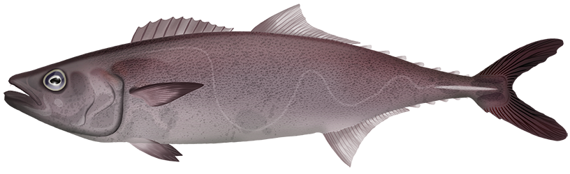 Escolar - Lepidocybium Flavobrunneus | Marinewise