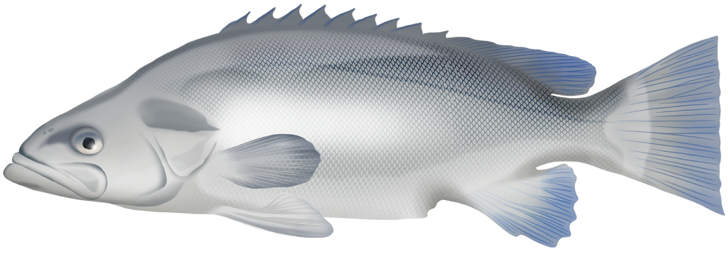 Hapuku - Polyprion Oxygeneois | Marinewise