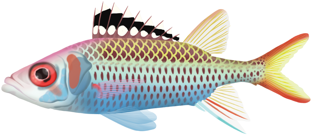 Blackfin Squirrelfish - Neoniphon Opercularis | Marinewise