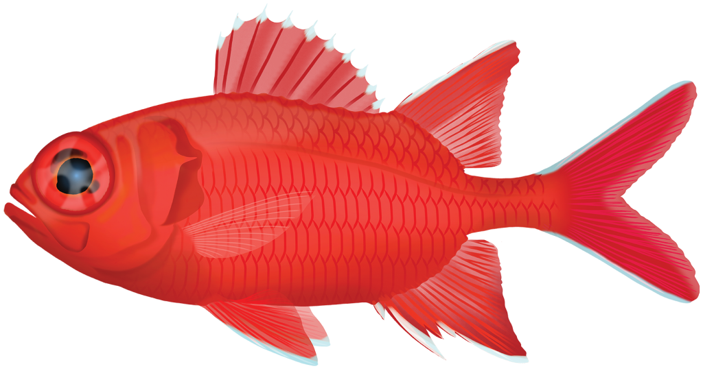 Whitetip Soldierfish - Myripristis Vittata | Marinewise