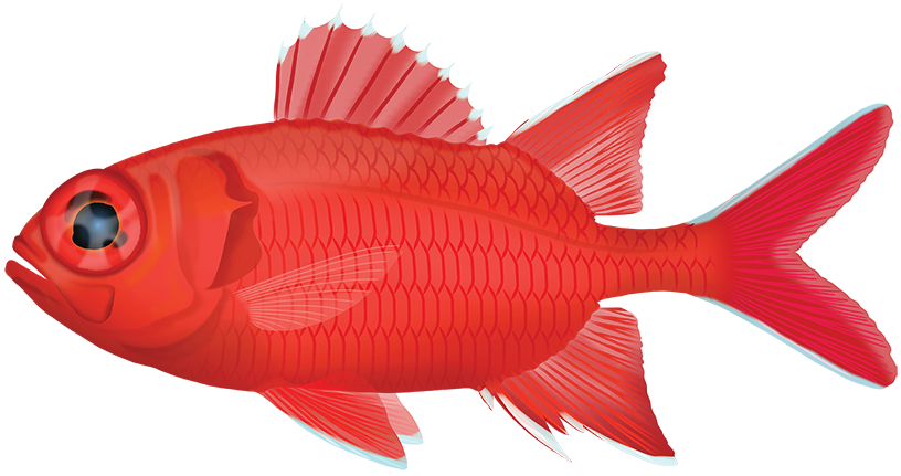 Whitetip Soldierfish - Myripristis Vittata | Marinewise