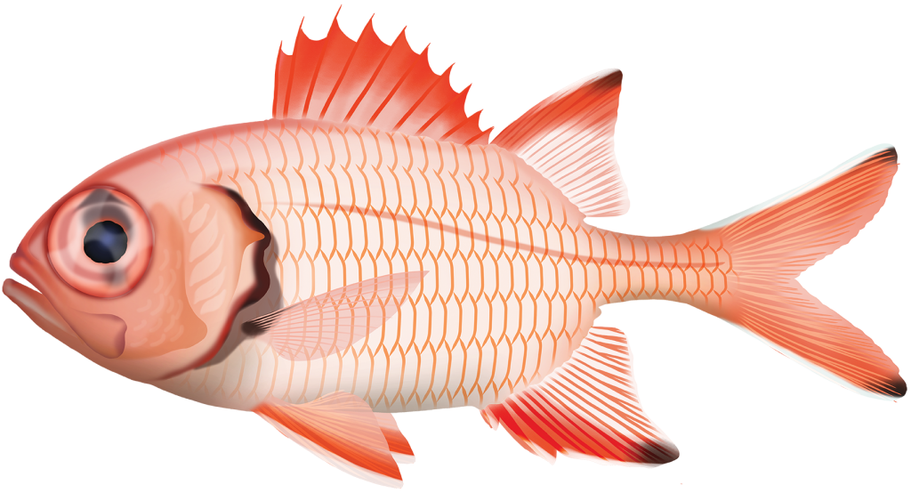 Crimson Soldierfish - Myripristis Murdjan | Marinewise