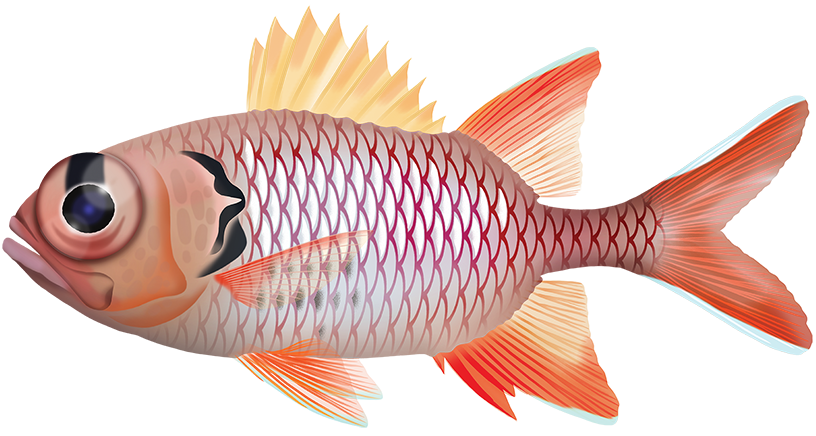 Bigscale Soldierfish - Myripristis Berndti | Marinewise