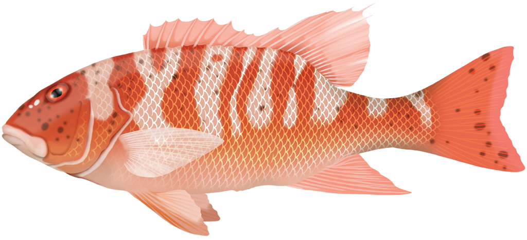 Chinaman Fish - Symphorus Nematophorus | Marinewise