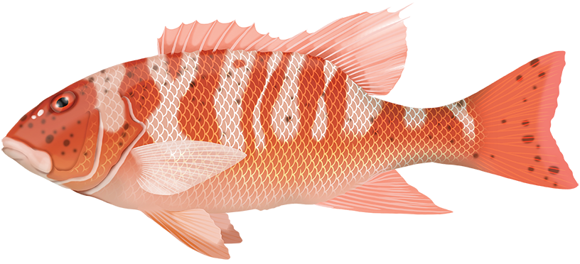 Chinaman Fish - Symphorus Nematophorus | Marinewise