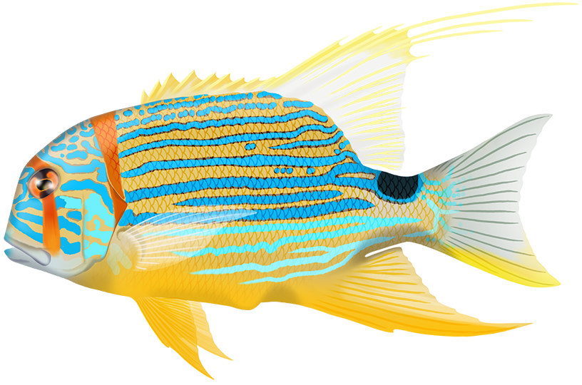 Sailfin Snapper - Symphorichthys Spilurus | Marinewise