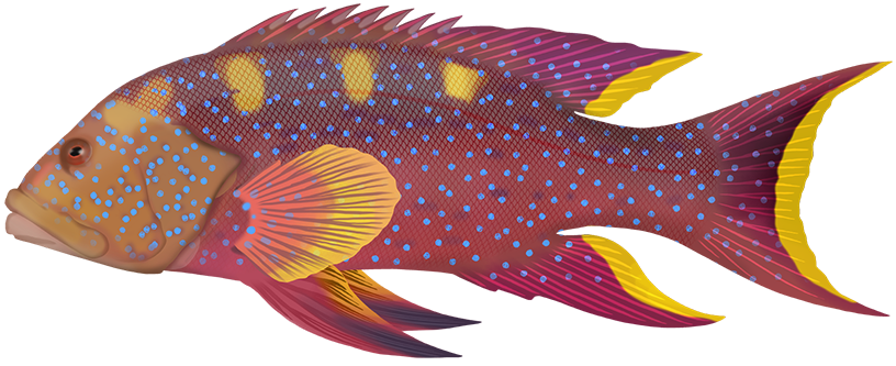 Coronation Trout - Variola Louti | Marinewise