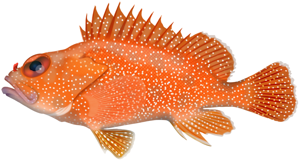 Pacific Rockcod - Trachypoma Macracanthus | Marinewise