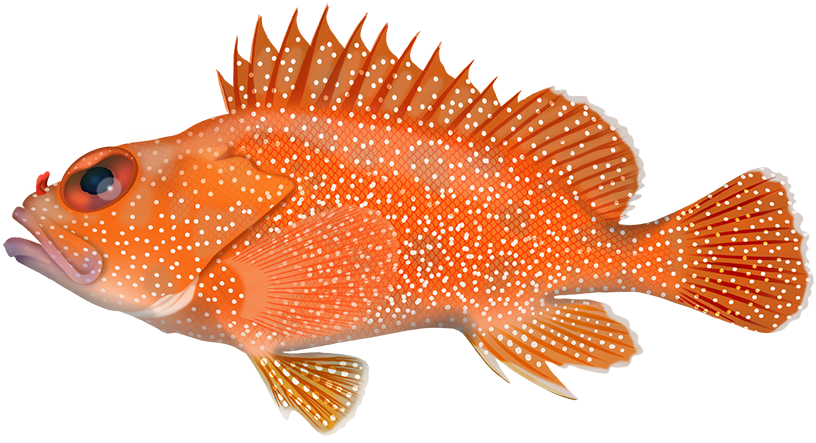 Pacific Rockcod - Trachypoma Macracanthus | Marinewise