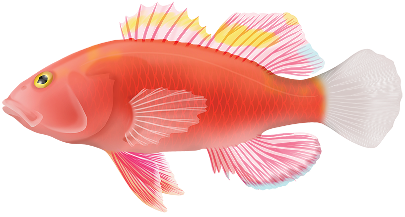 Japanese Perchlet - Plectranthias Japonicus | Marinewise