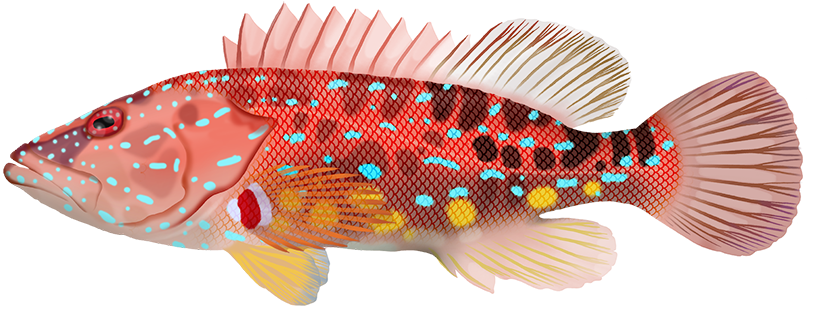 Harlequin Fish - Othos Dentex | Marinewise