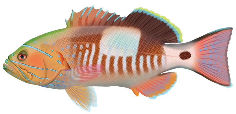 Thinspine Grouper - Gracila Albomarginata | Marinewise