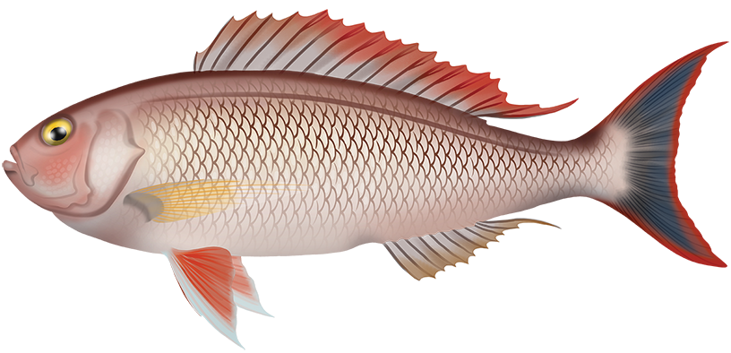 Rosy Snapper - Pristipomoides Filamentosus | Marinewise