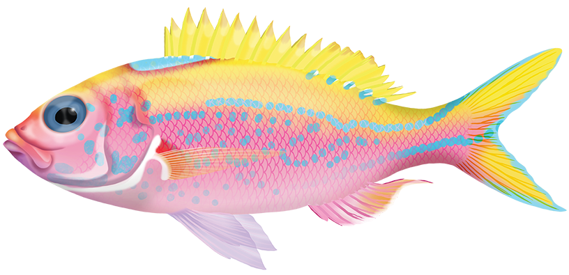 Ornate Snapper - Pristipomoides Argyrogrammicus | Marinewise