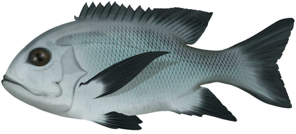 Black-and-white Snapper - Macolor Niger | Marinewise