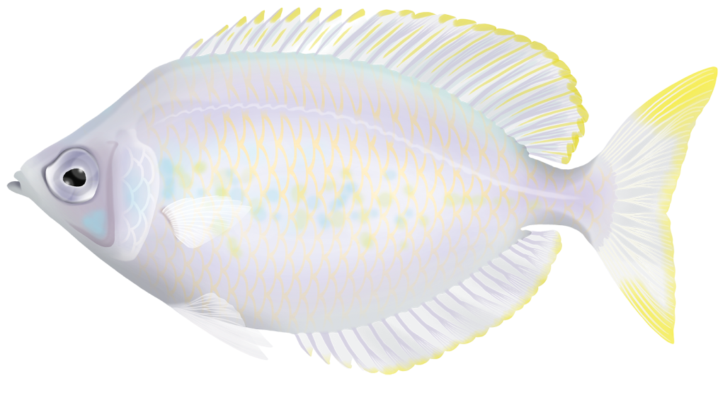 Silverbelly - Parequula Melbournensis | Marinewise