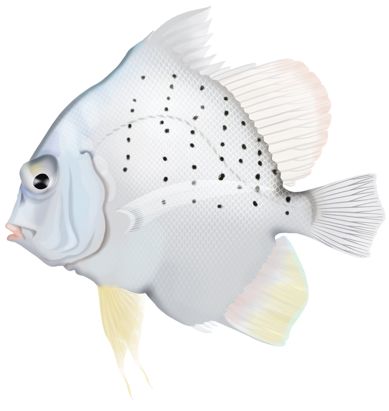 Sicklefish - Drepane Punctata | Marinewise