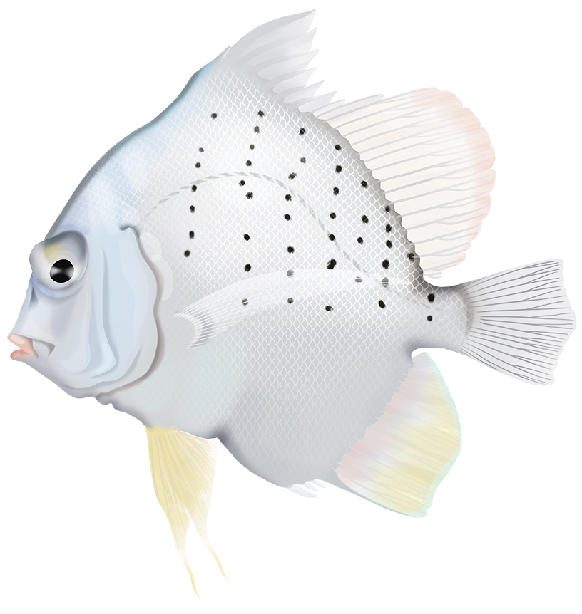 Sicklefish - Drepane Punctata | Marinewise