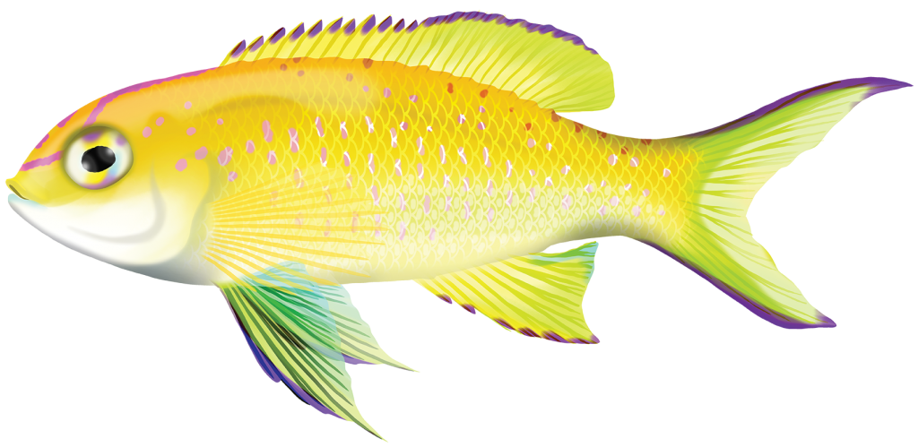 Sunset Anthias - Pseudanthias Parvirostris | Marinewise