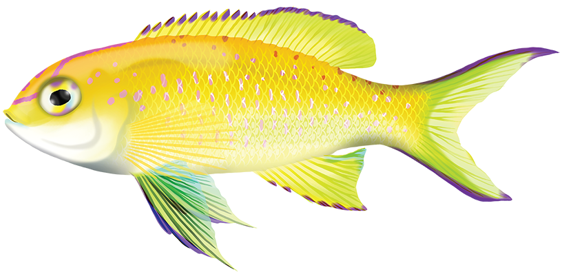 Sunset Anthias - Pseudanthias Parvirostris | Marinewise