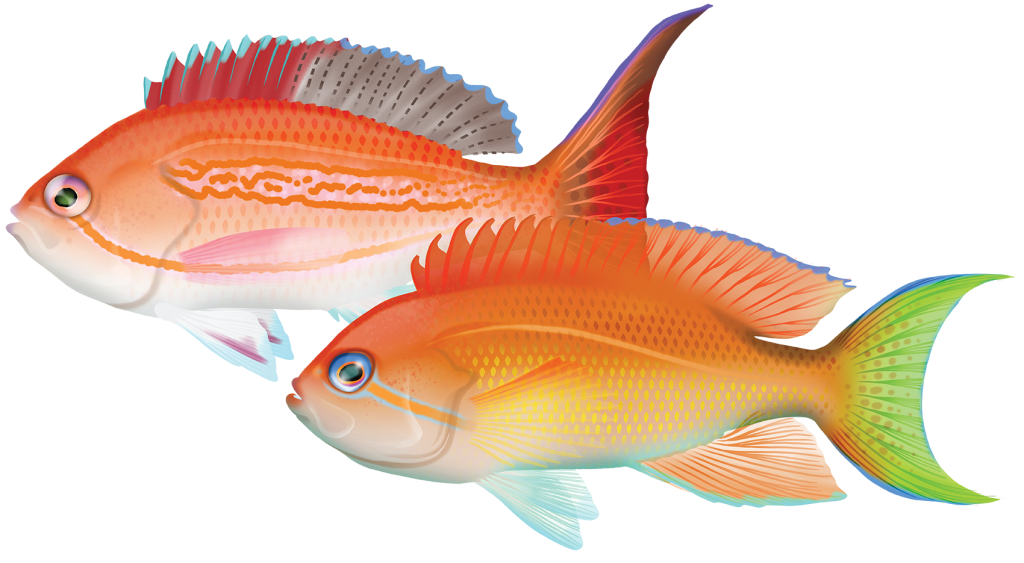 Luzon Basslet - Pseudanthias Luzonensis | Marinewise