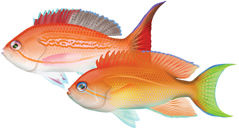 Luzon Basslet - Pseudanthias Luzonensis | Marinewise