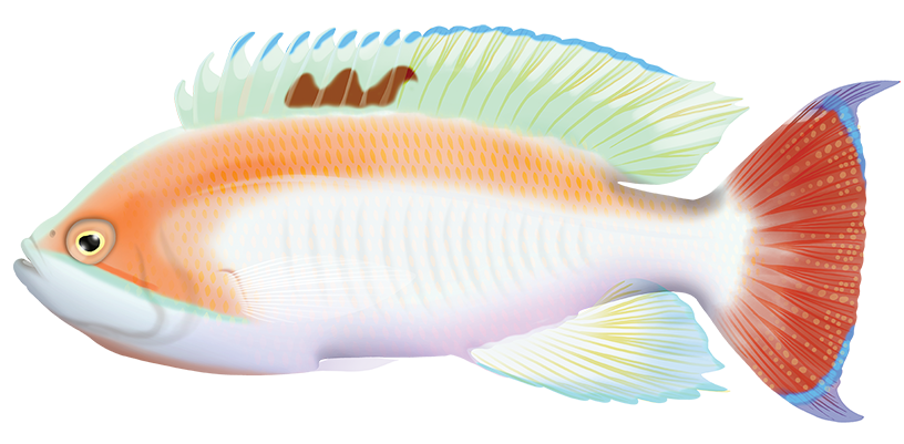 Pink Basslet - Pseudanthias Hypselosoma | Marinewise