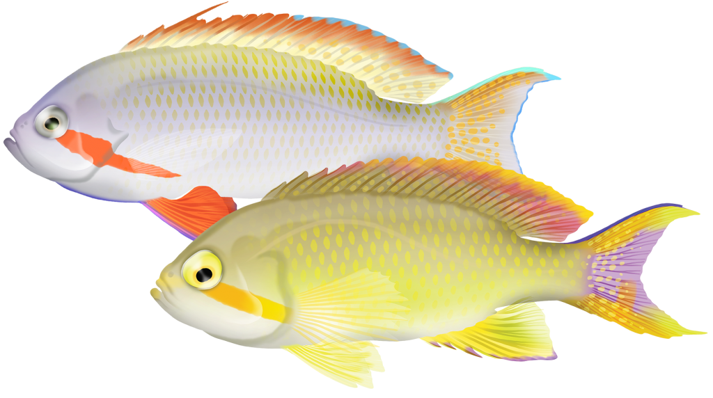 Pacific Basslet - Pseudanthias Huchtii | Marinewise