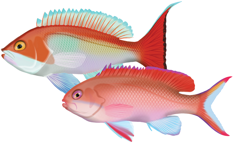 Red Basslet - Pseudanthias Cooperi | Marinewise