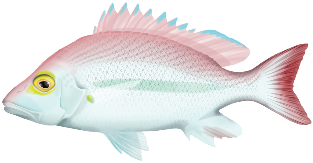 Hussar - Lutjanus Adetii | Marinewise