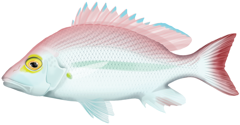 Hussar - Lutjanus Adetii | Marinewise