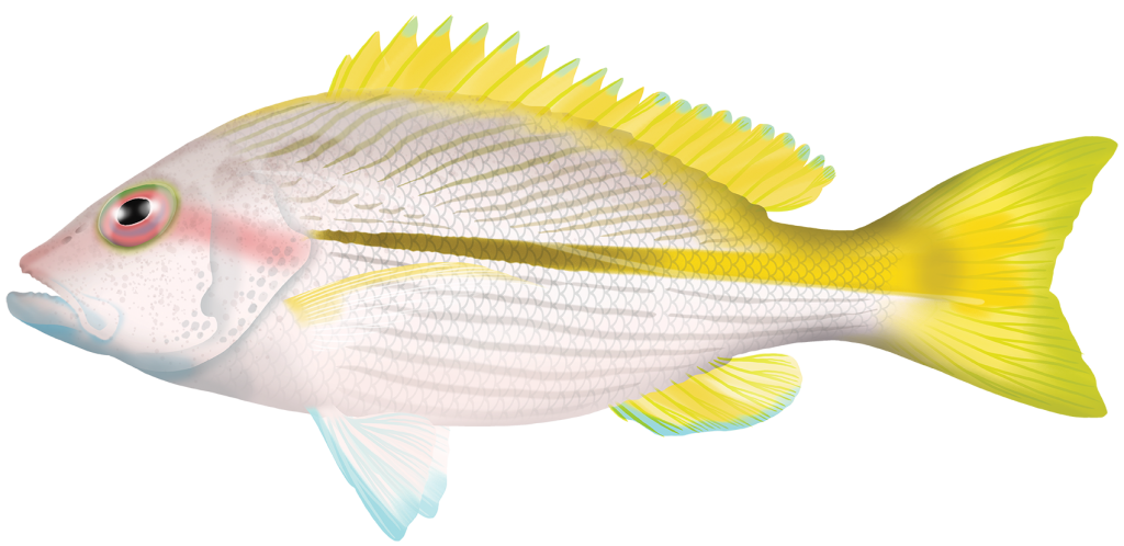 Brownstripe Snapper - Lutjanus Vitta | Marinewise