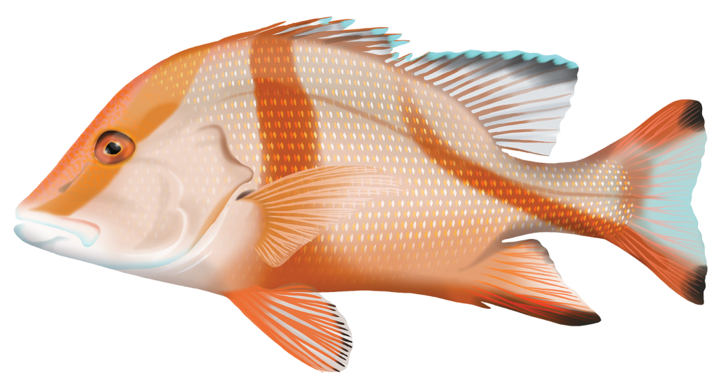 Red Emperor - Lutjanus Sebae | Marinewise