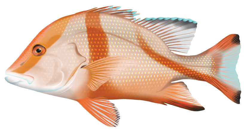 Red Emperor - Lutjanus Sebae | Marinewise