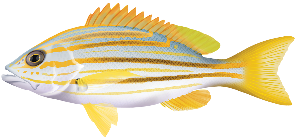 Stripey Snapper - Lutjanus Carponotatus | Marinewise
