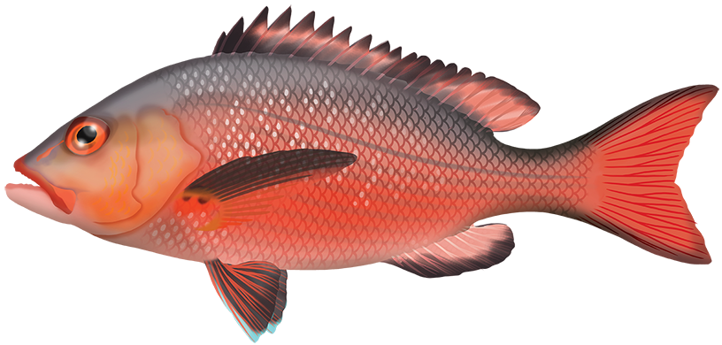 Red Bass - Lutjanus Bohar | Marinewise
