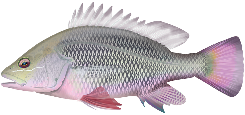 Mangrove Jack Mangrove Jacks Brewers Series Beer Kits