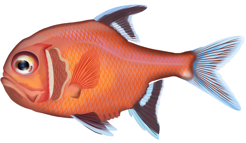 Southern Roughy - Trachichthys Australis | Marinewise