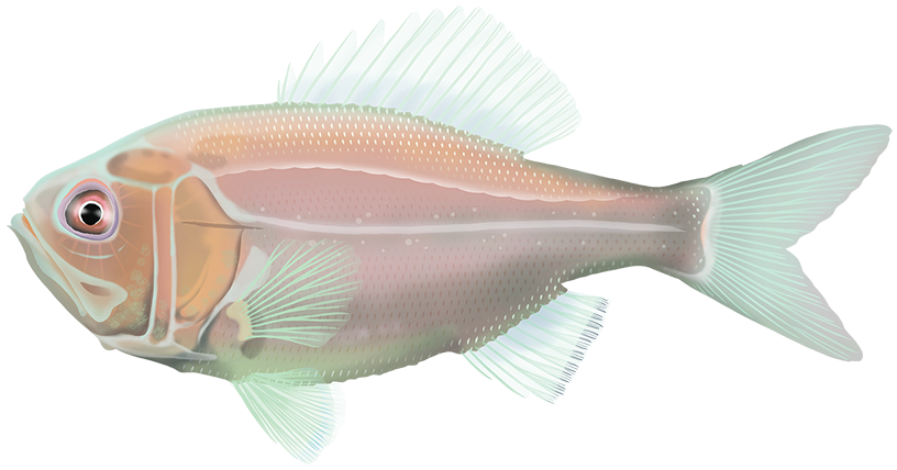 Sandpaper Fish - Paratrachichthys Macleayi | Marinewise