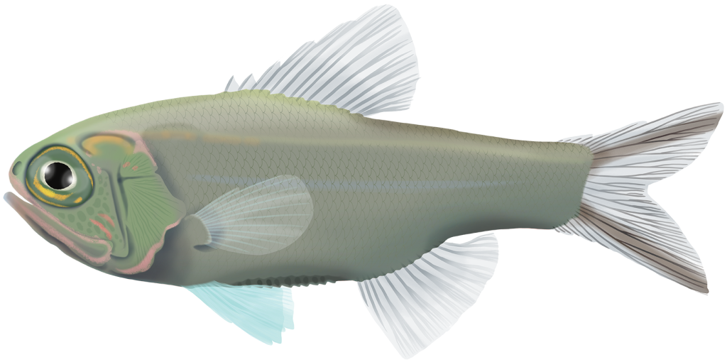 Slender Roughy - Optivus Elongatus | Marinewise