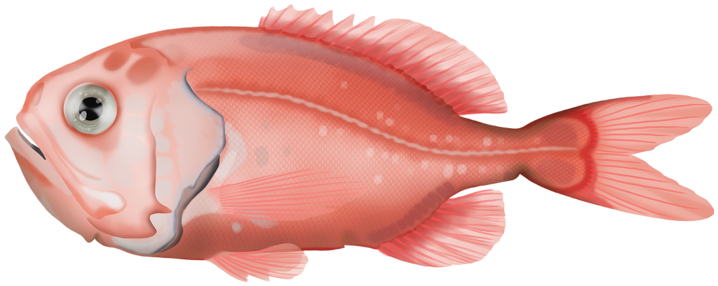 Orange Roughy - Hoplostethus Atlanticus | Marinewise