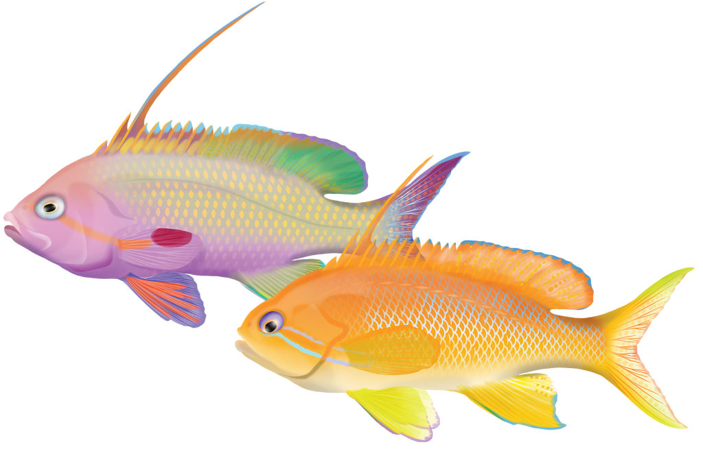 Orange Basslet - Pseudanthias Squamipinnis | Marinewise